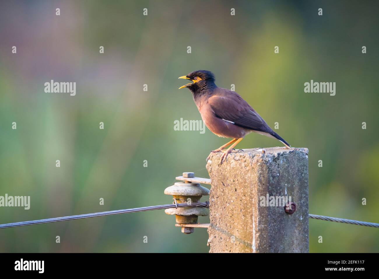 Call of myna hi-res stock photography and images - Alamy