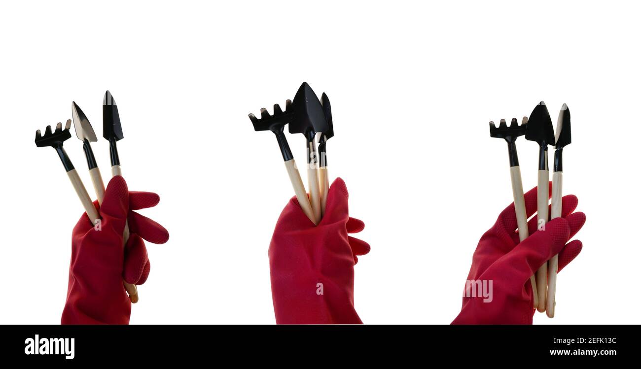 Gardening and horticulture. Hand in rubber glove with decorative garden ...