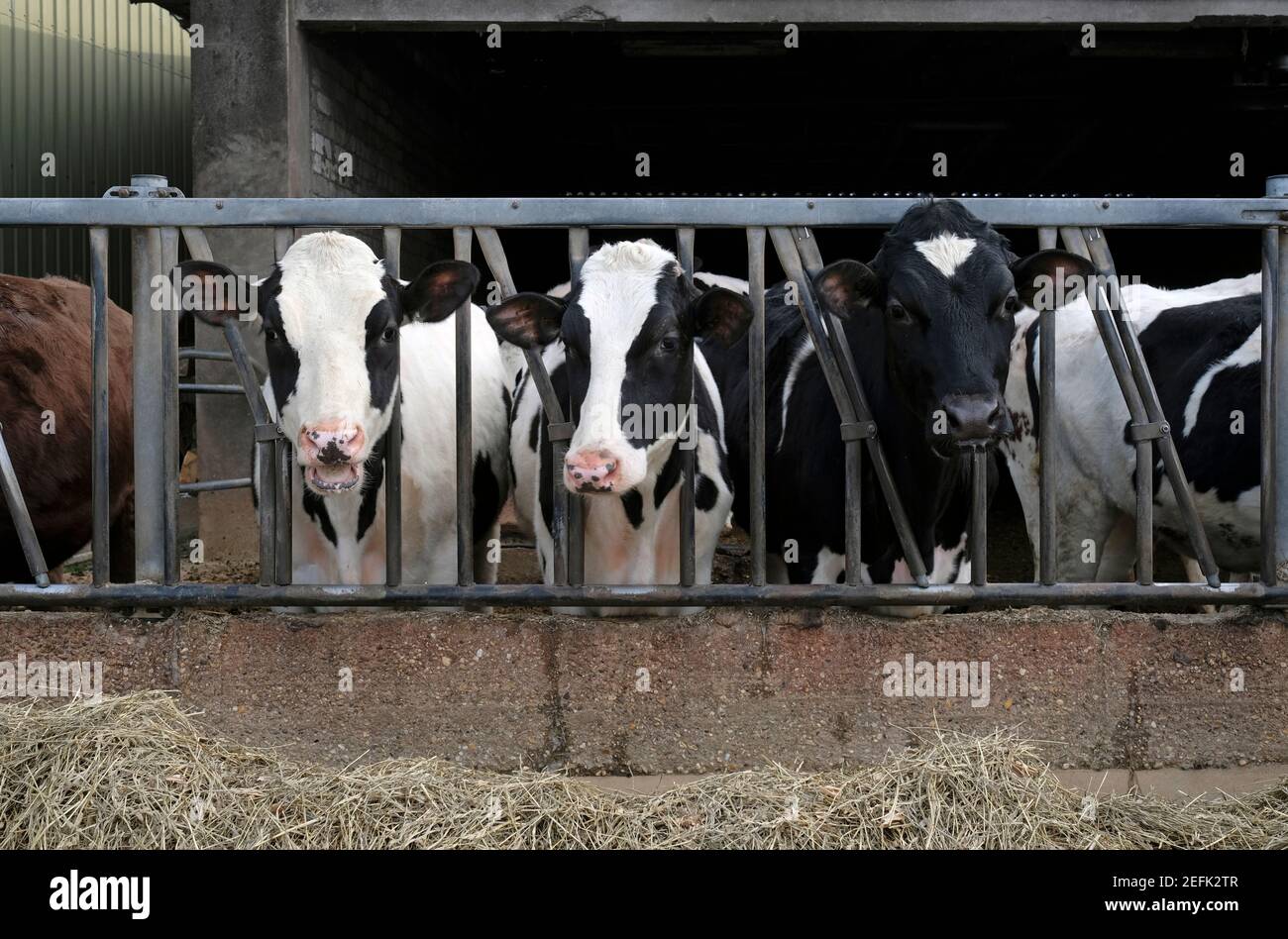 A group of cows looking at the camera during feeding time Stock Photo ...