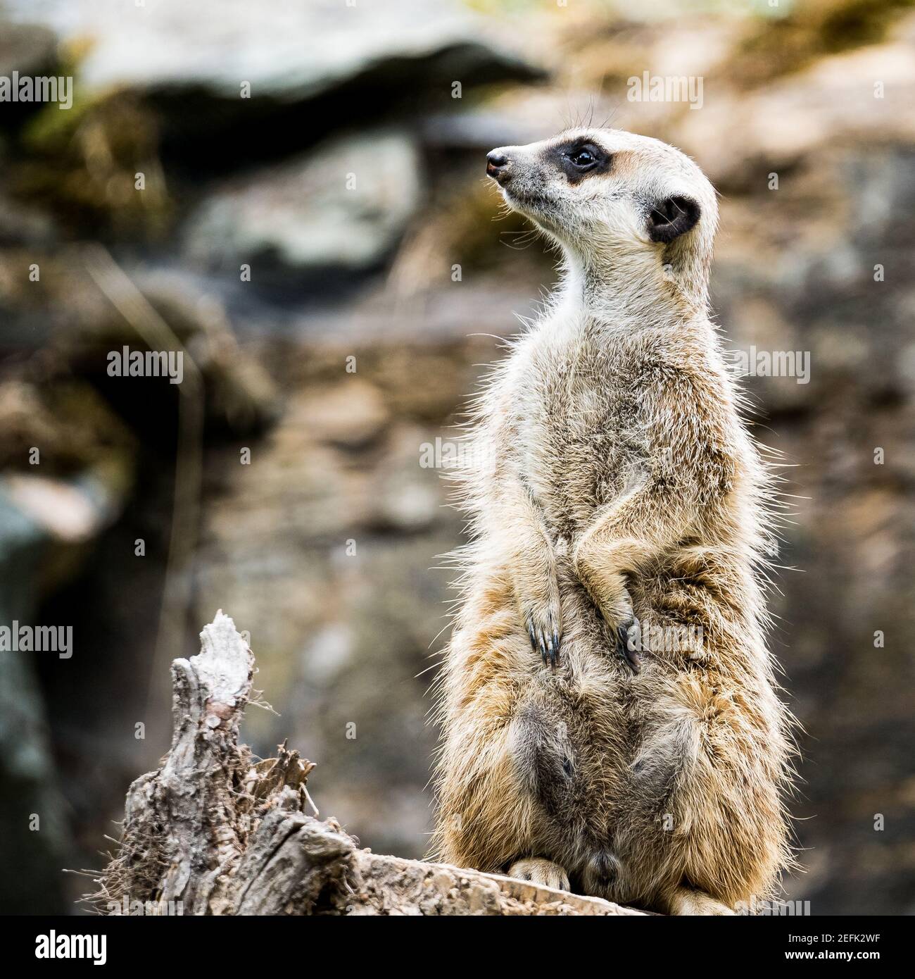 meerkat watching out for predators on a tree stump in a zoo, germany ...