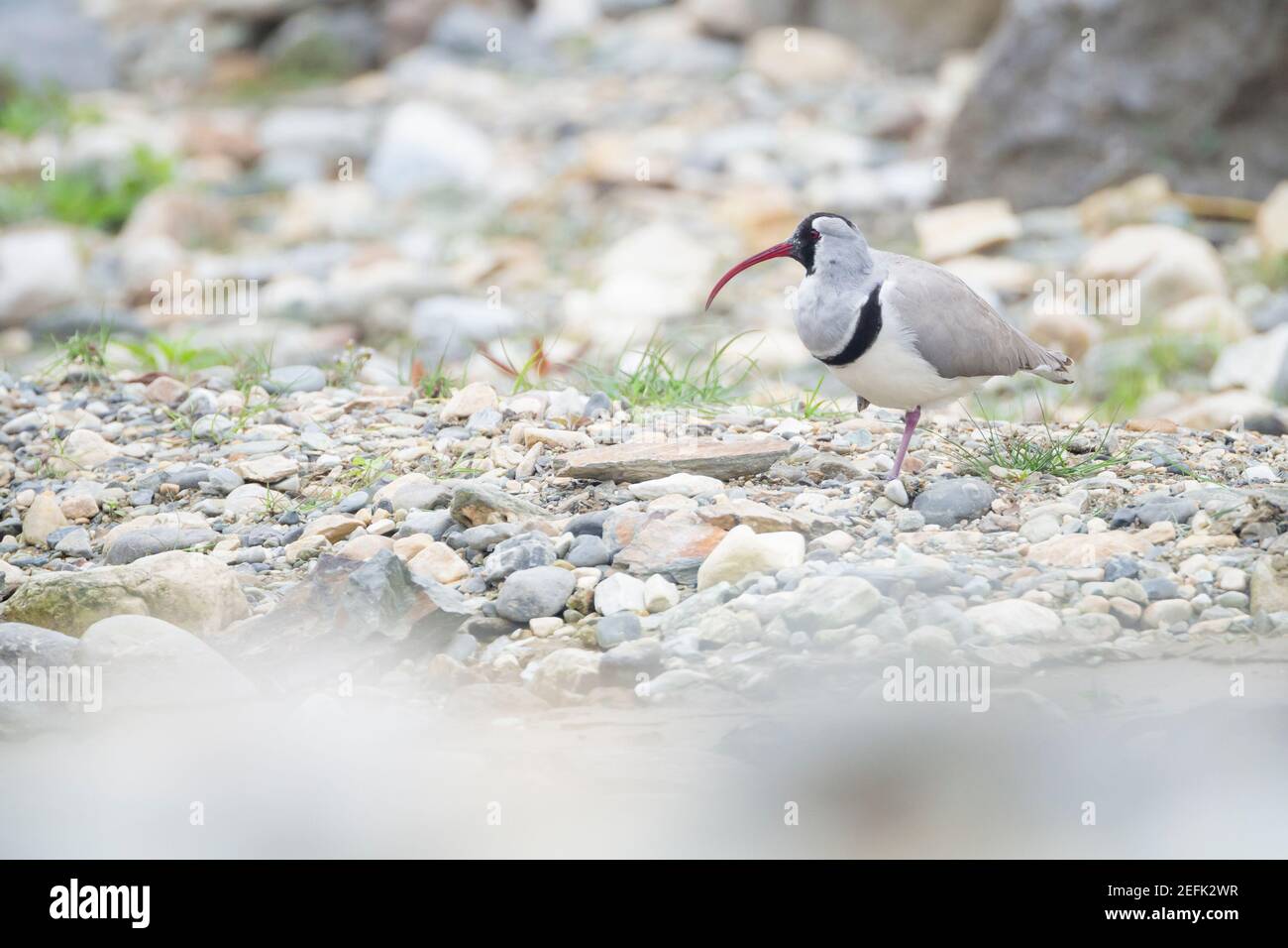 Ibisbill (Ibidorhyncha struthersii) on dry riverbed. Nepal Stock Photo ...
