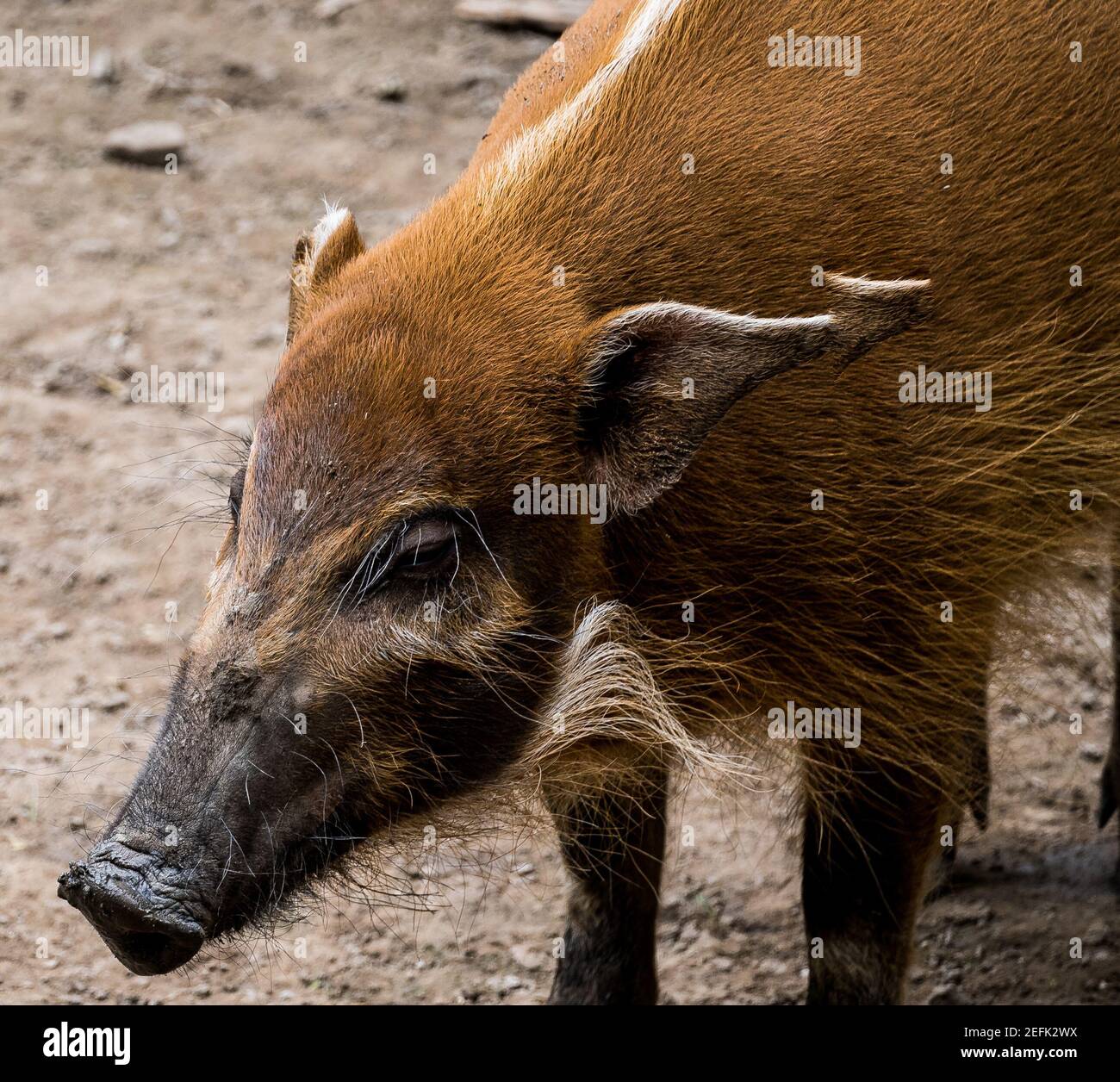 Pig nose ring hi-res stock photography and images - Alamy