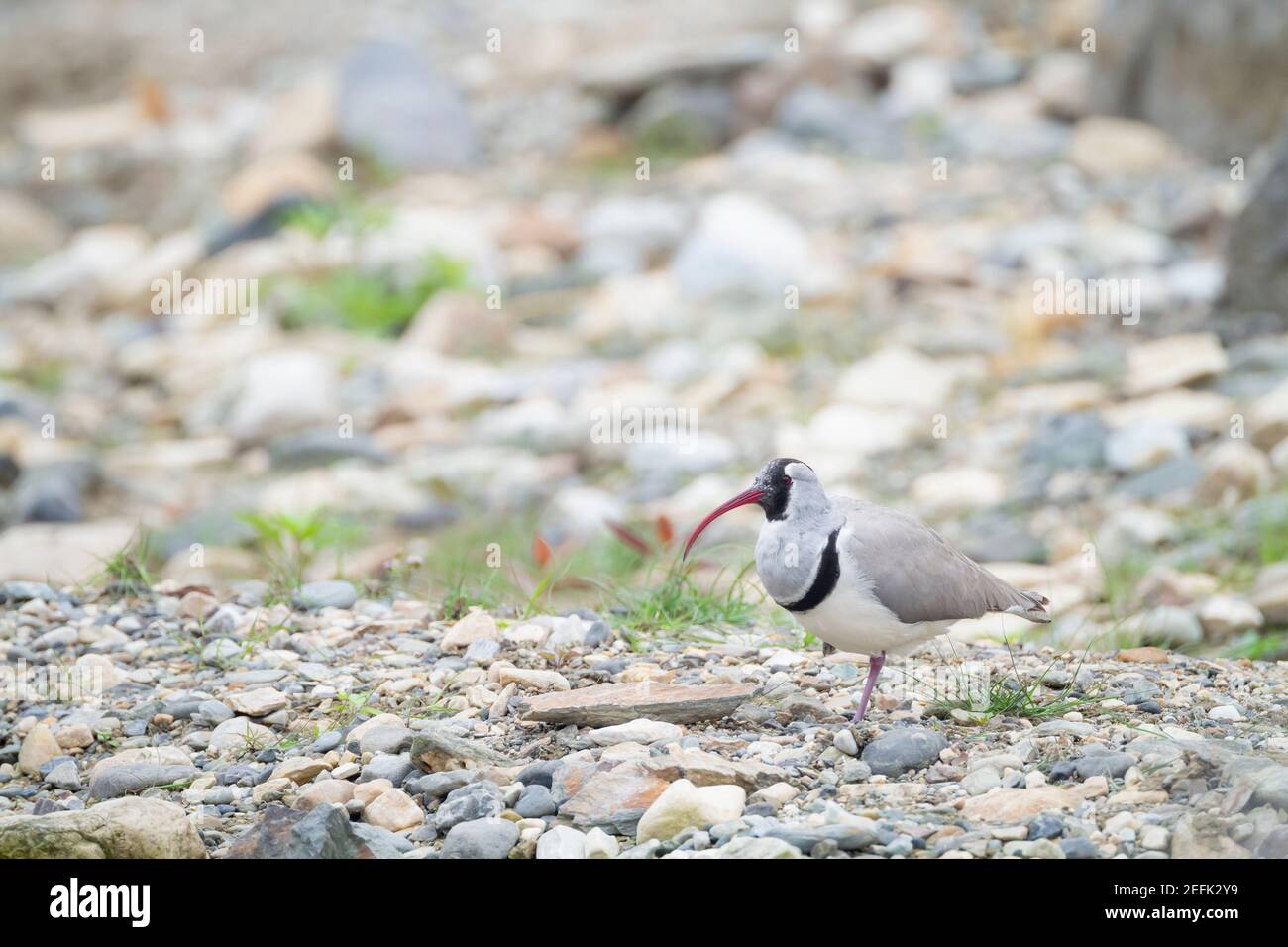 Ibidorhyncha struthersii hi-res stock photography and images - Alamy