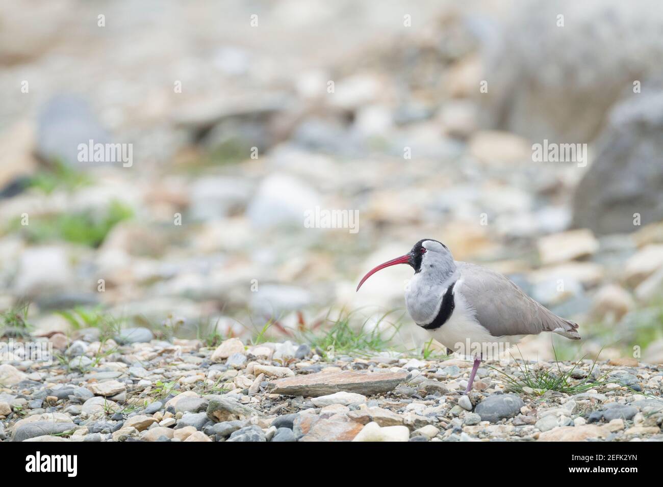Ibisbill (Ibidorhyncha struthersii) on dry riverbed. Nepal Stock Photo ...