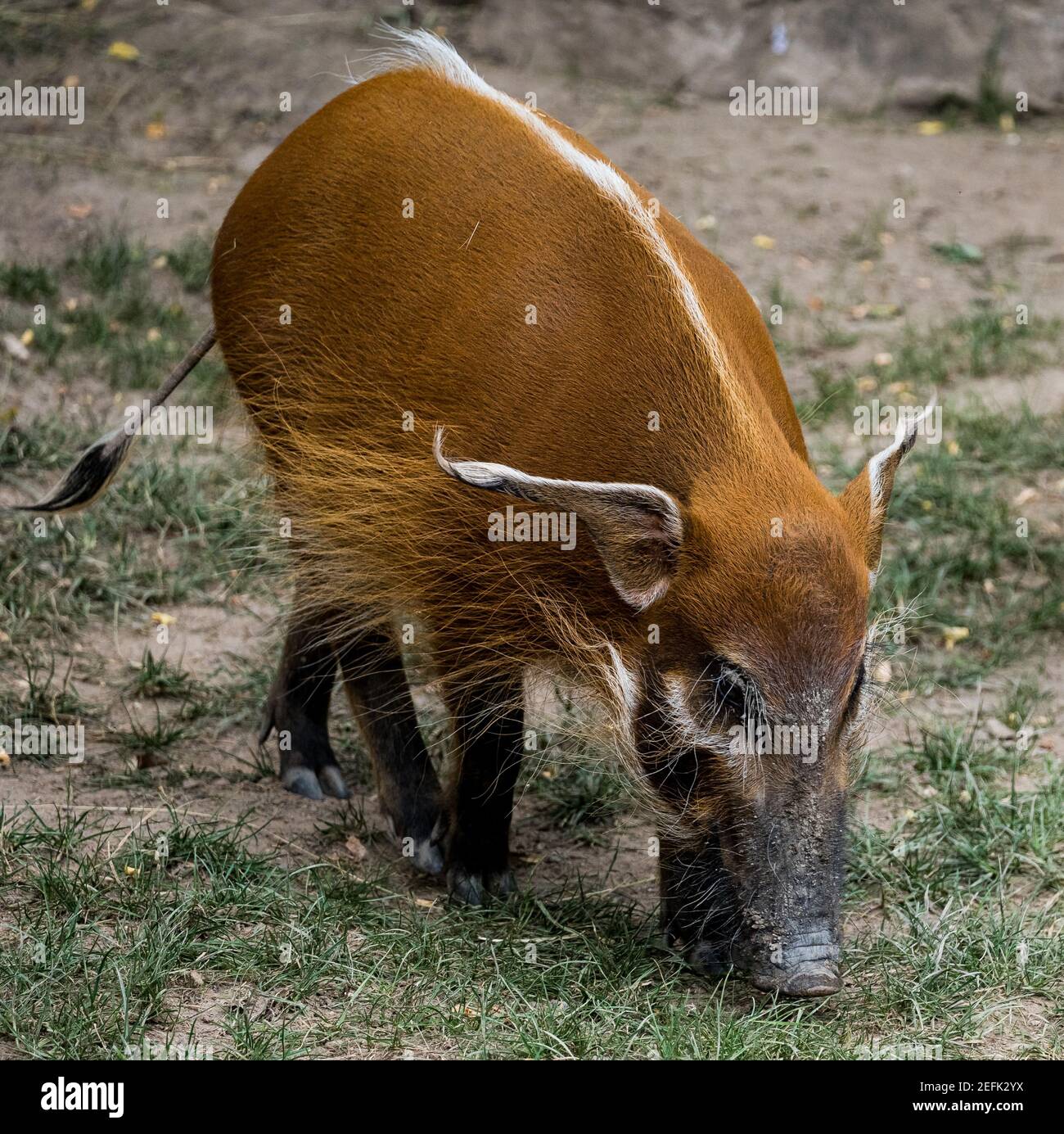 Pig nose ring hi-res stock photography and images - Alamy