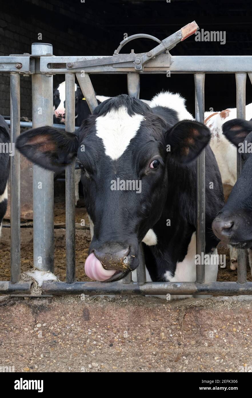 Cow looking at the camera during feeding time Stock Photo - Alamy
