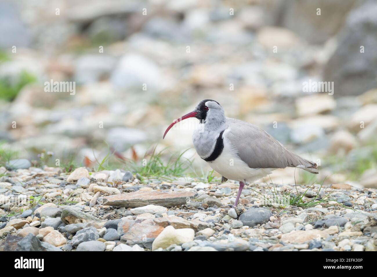 Ibisbill ibidorhyncha struthersii adult hi-res stock photography and ...