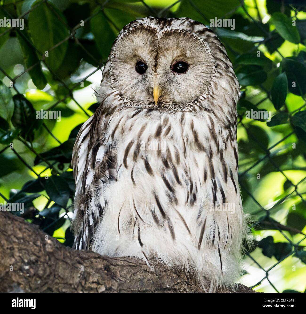 Vector Illustration Cartoon Owl Head High Resolution Stock Photography ...