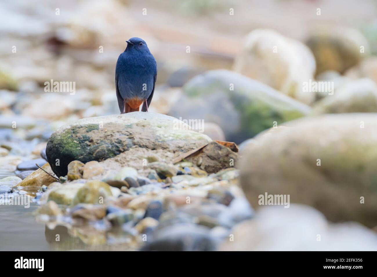 Water Redstarts High Resolution Stock Photography and Images - Alamy