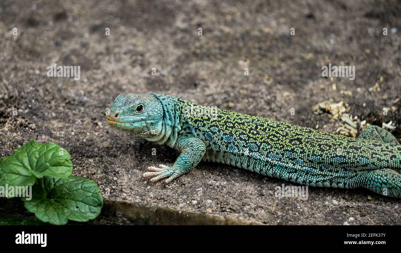 Lizard in the zoo hi-res stock photography and images - Alamy