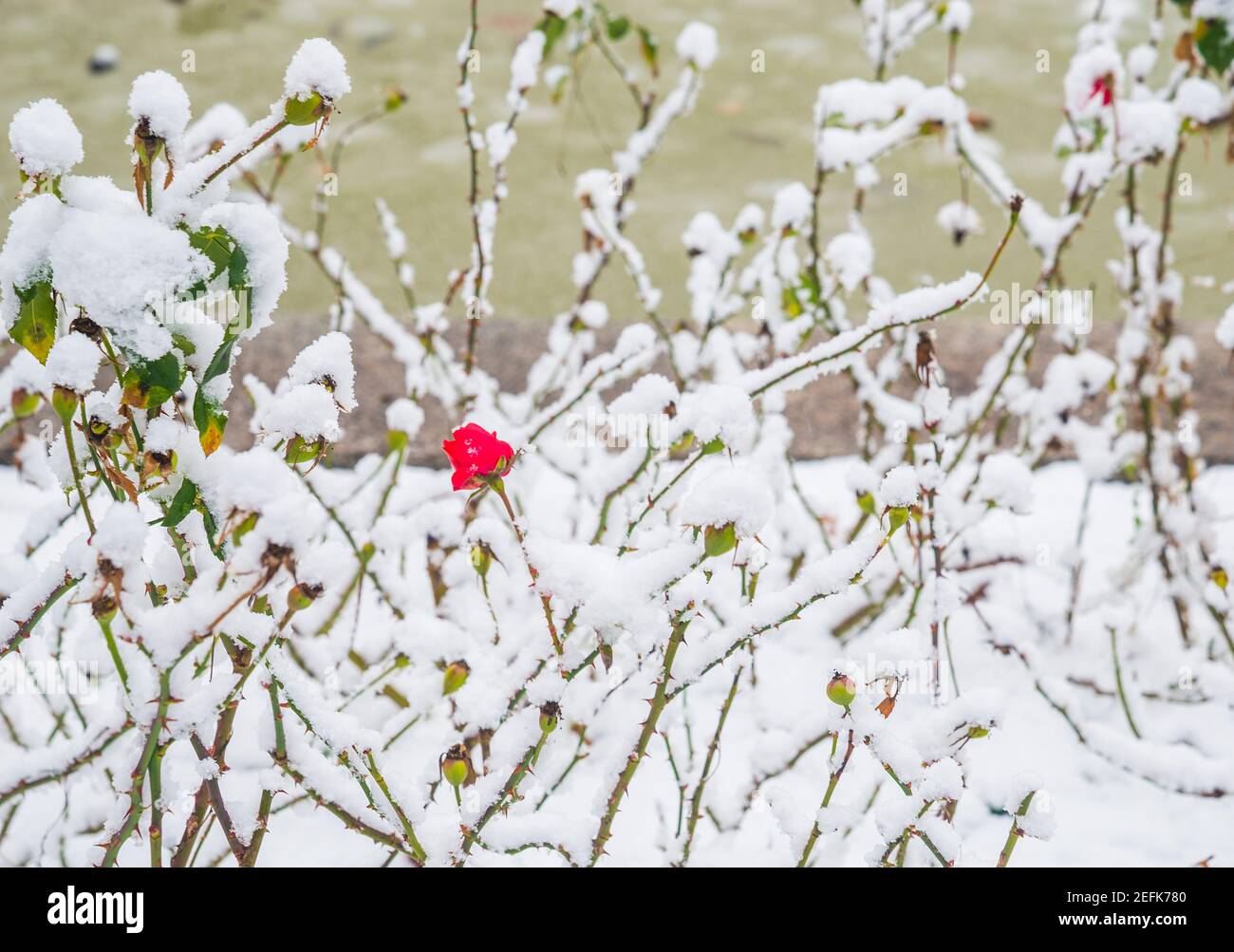 Retiro park madrid blossom hi-res stock photography and images - Alamy