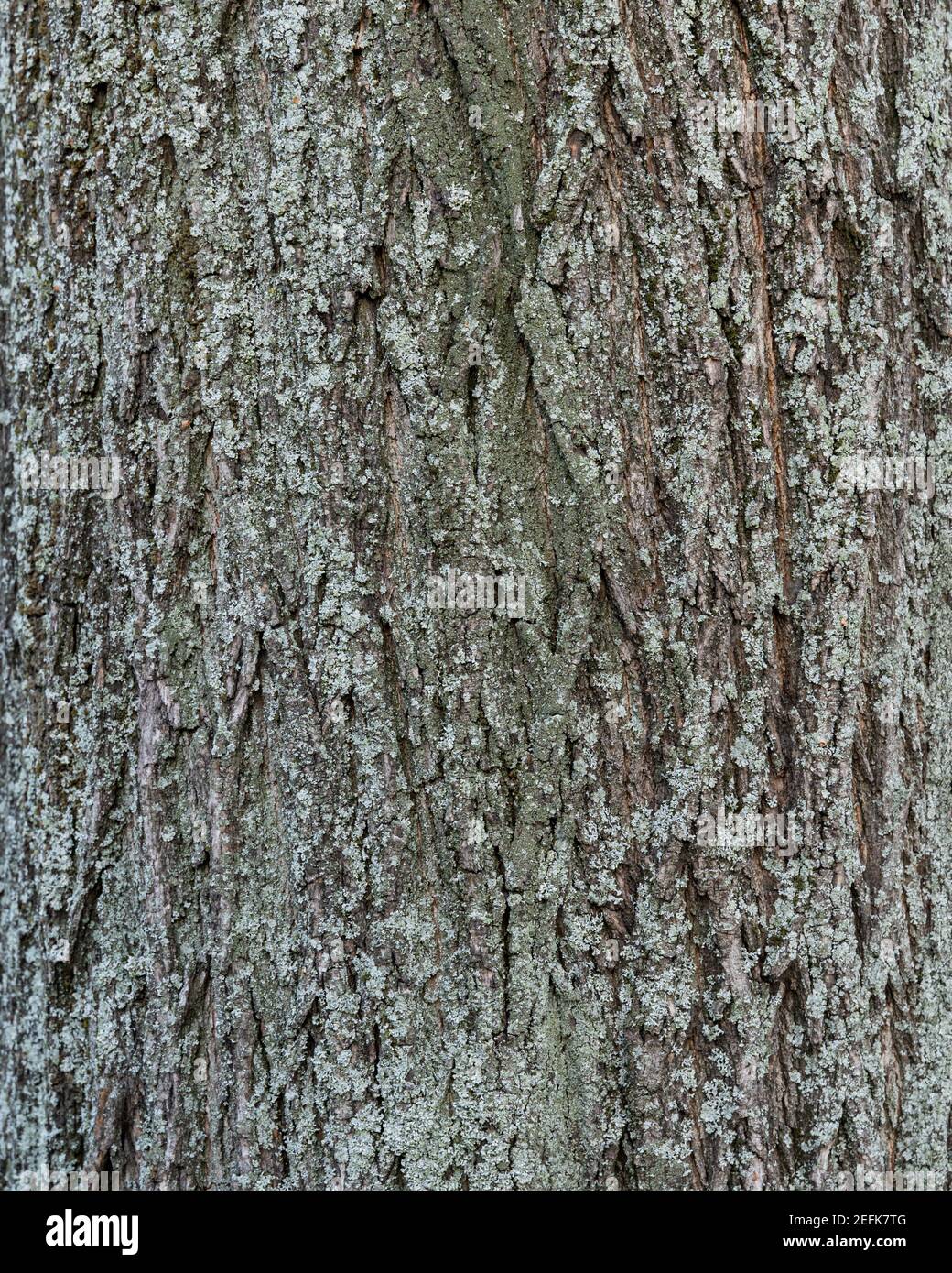 Tree bark texture pattern with grey color weathered old rough structure ...