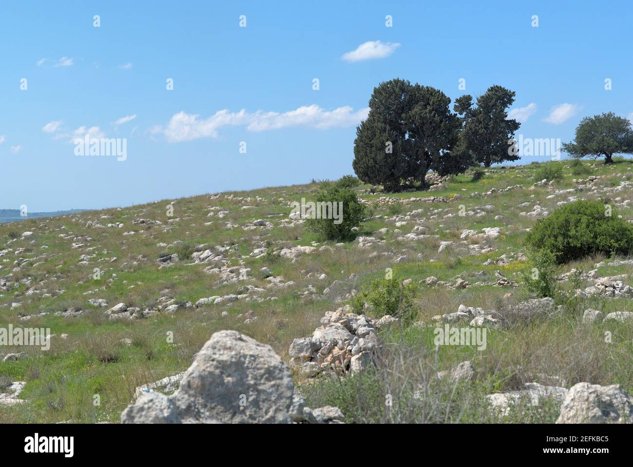 Small group of trees of the hill Stock Photo - Alamy