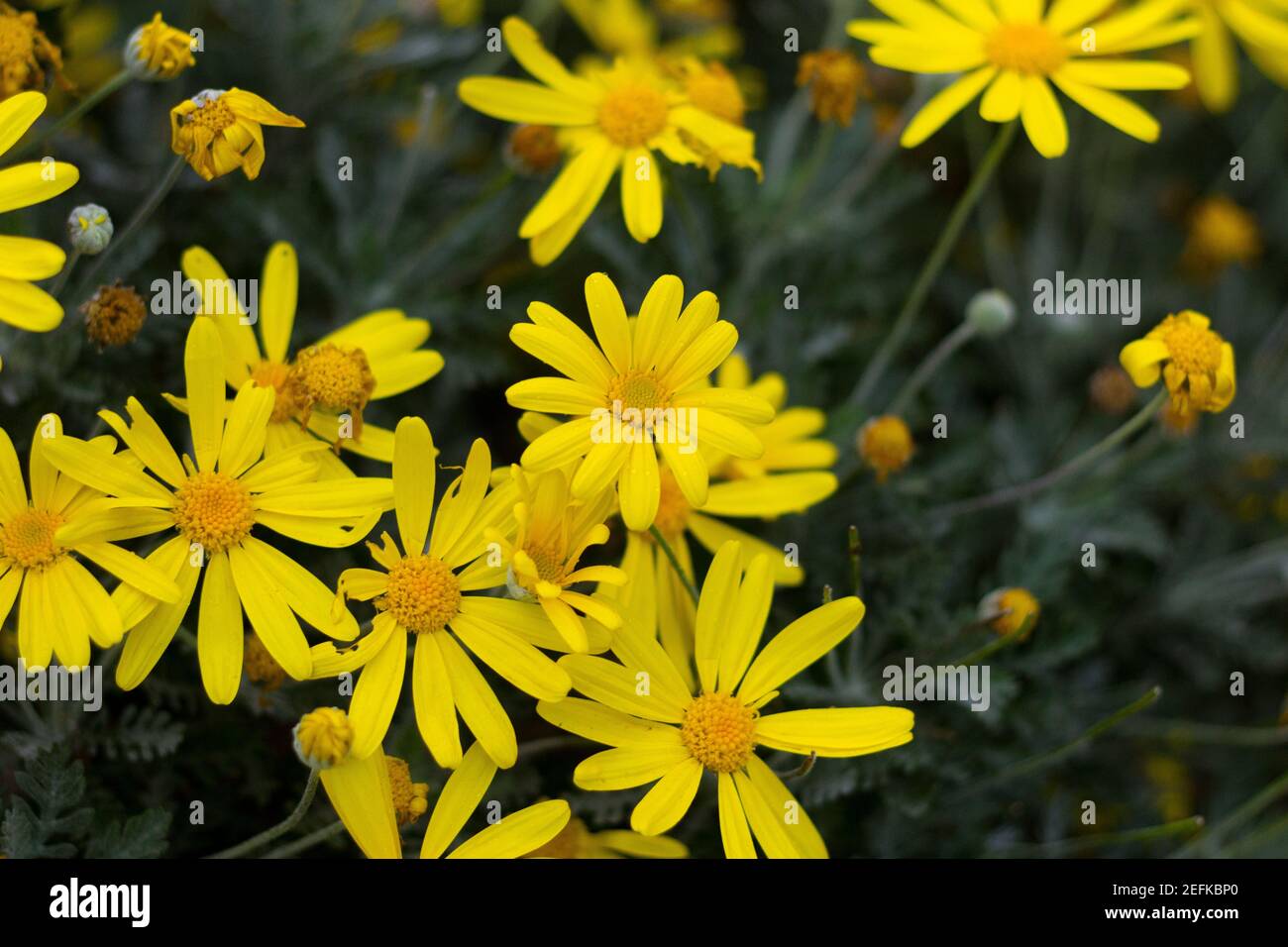 Yellow daisies. beautiful yellow flowers, yellow petals, beginning of ...