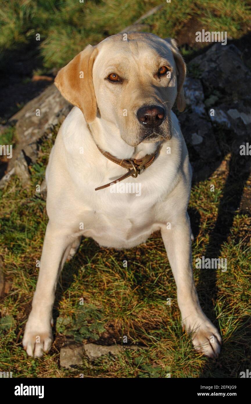 Golden Labrador 221107 Stock Photo - Alamy
