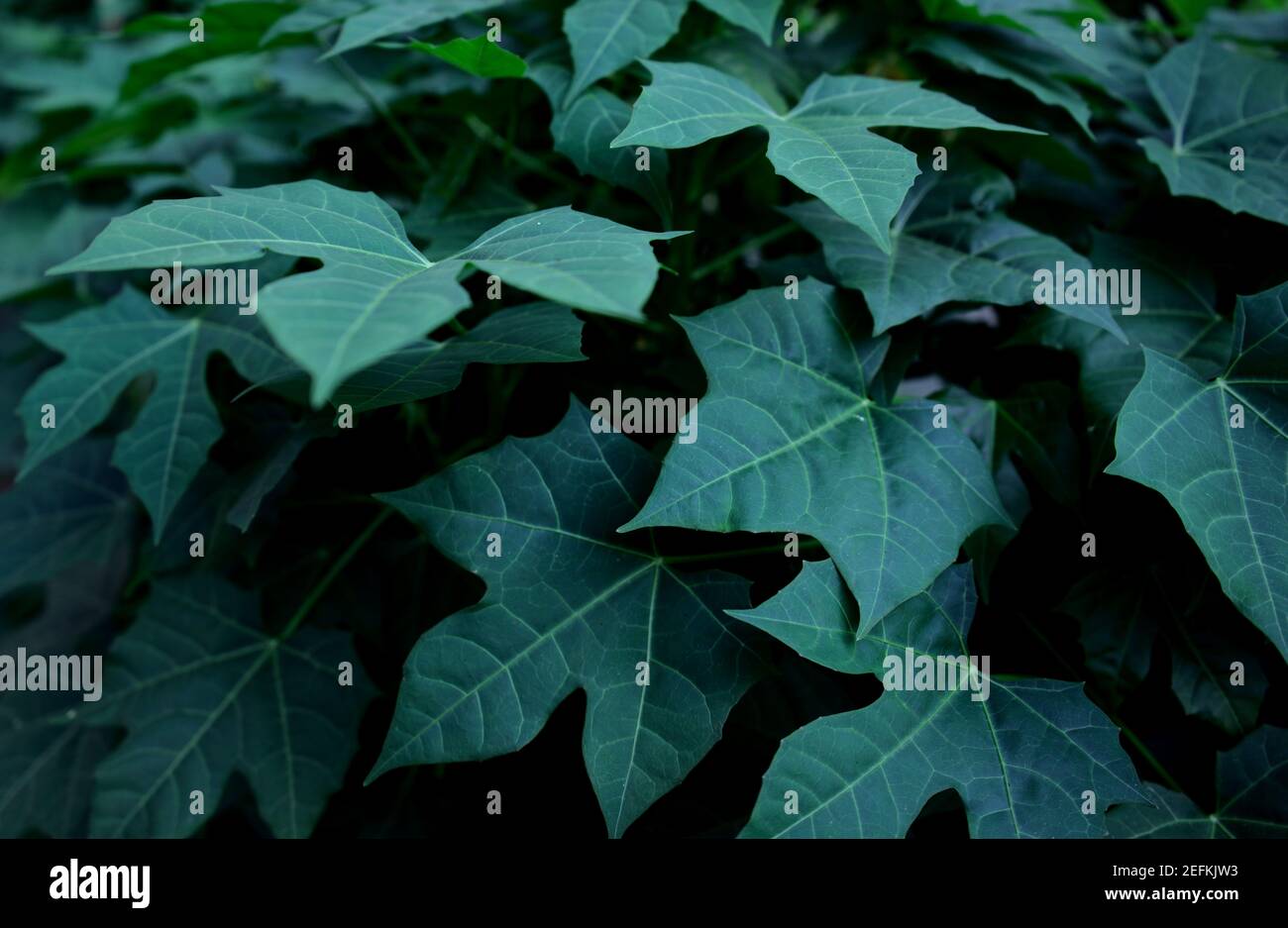 Beautiful shape dark green leaves, foliages, plant natural abstract ...