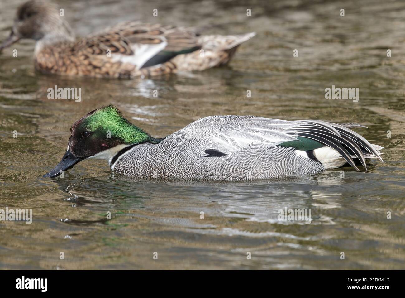 Falcated duck hi-res stock photography and images - Alamy