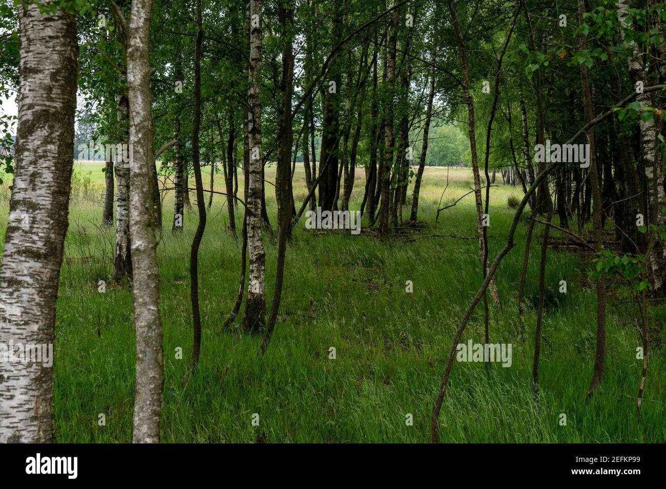 Birch trees with emerging foliage in summer time in lueneburger heide ...