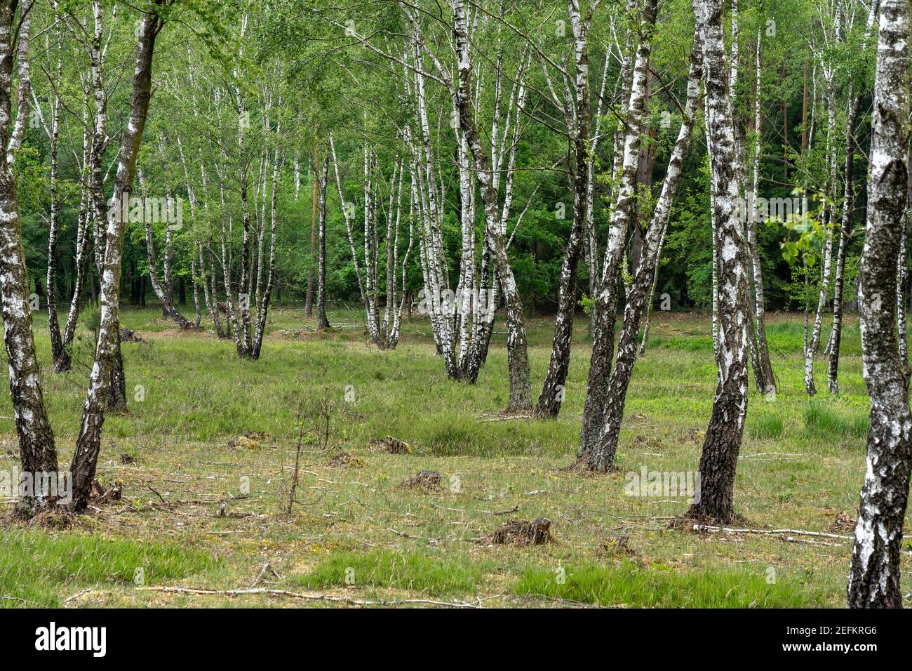 Birch trees with emerging foliage in summer time in lueneburger heide ...
