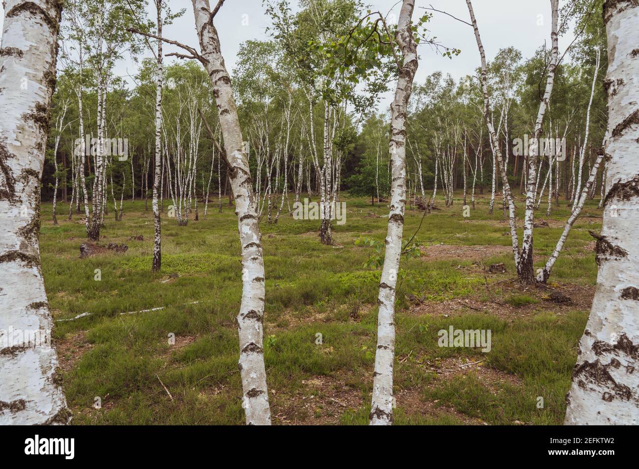 Birch trees with emerging foliage in summer time in lueneburger heide ...