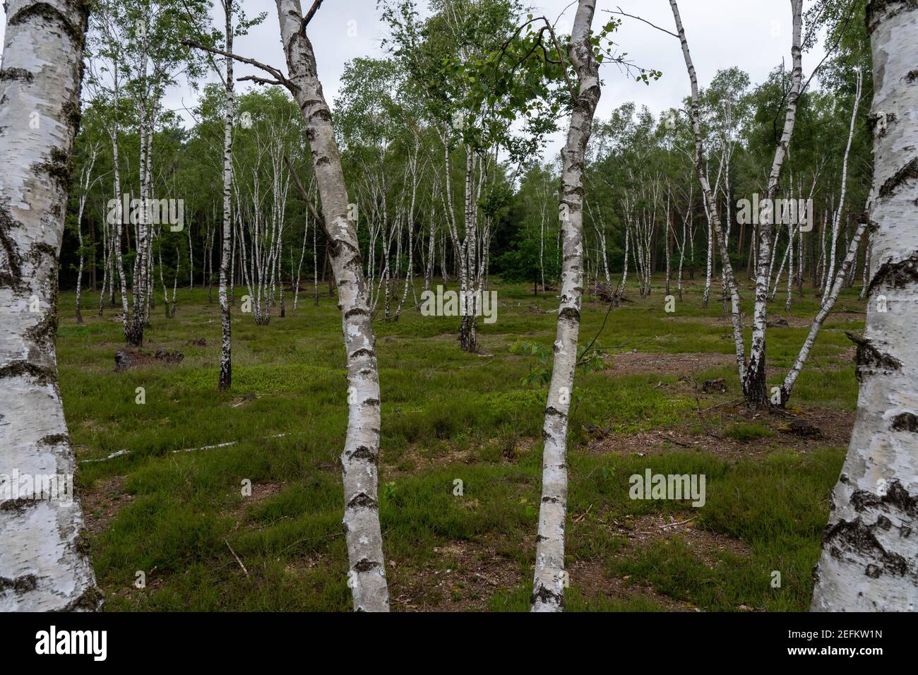 Birch trees with emerging foliage in summer time in lueneburger heide ...