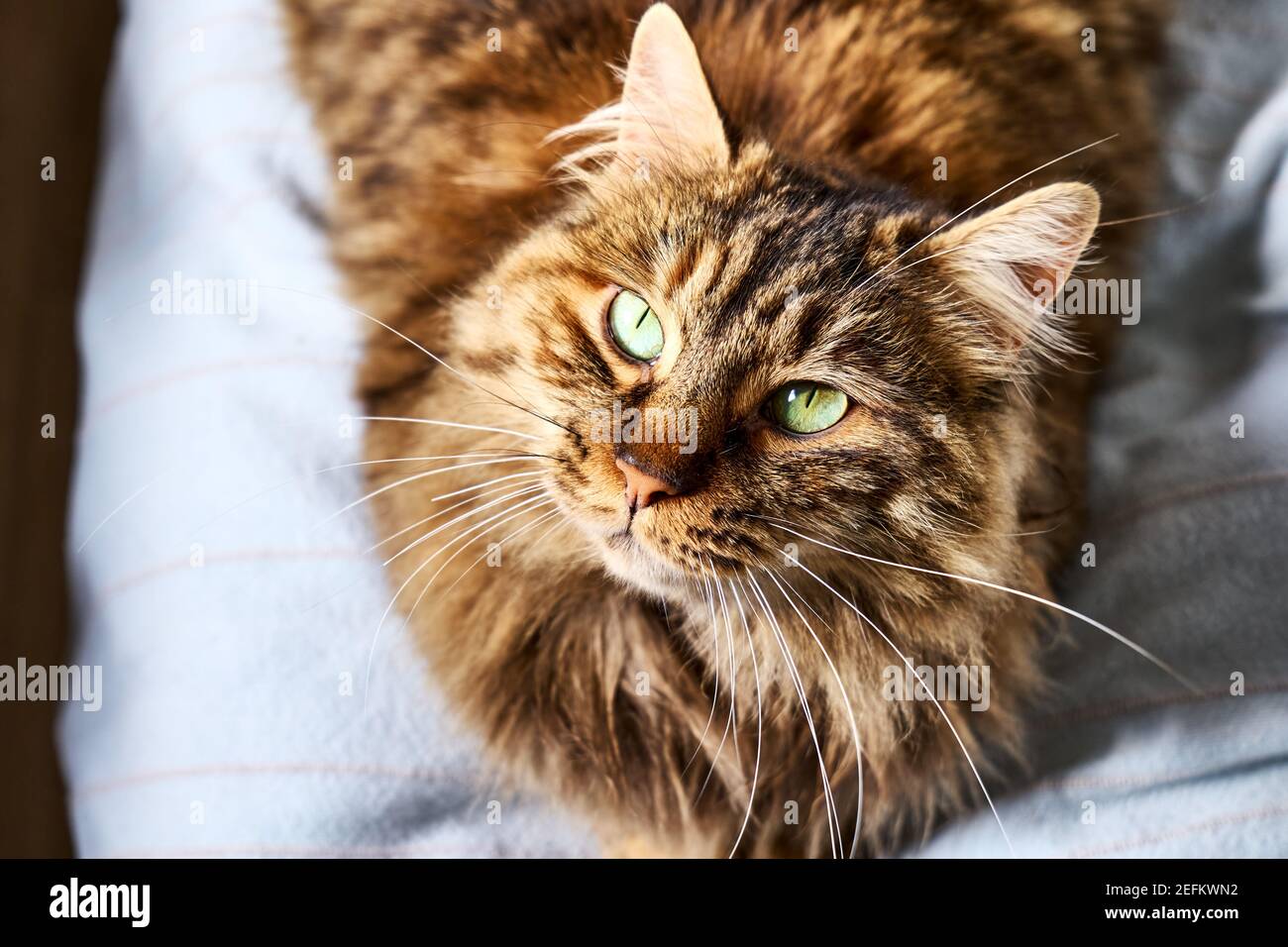 Beautiful striped ginger cat with long hair, green eyes and long ...