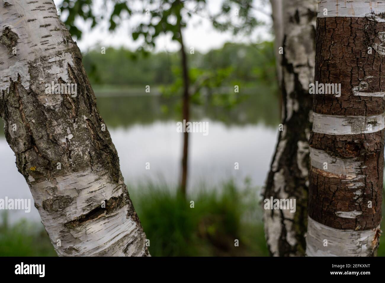 Birch trees with emerging foliage in summer time in lueneburger heide ...