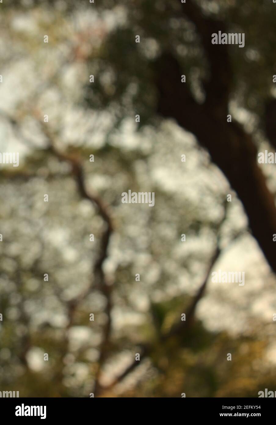 Blurry nature background hi-res stock photography and images - Alamy