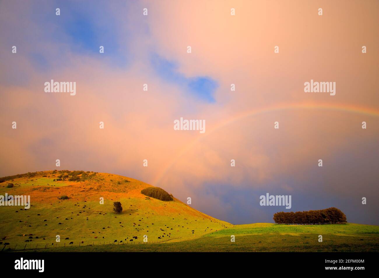 Rainbow arch connects hilla and pasture at sunset Hawaii USA Stock ...