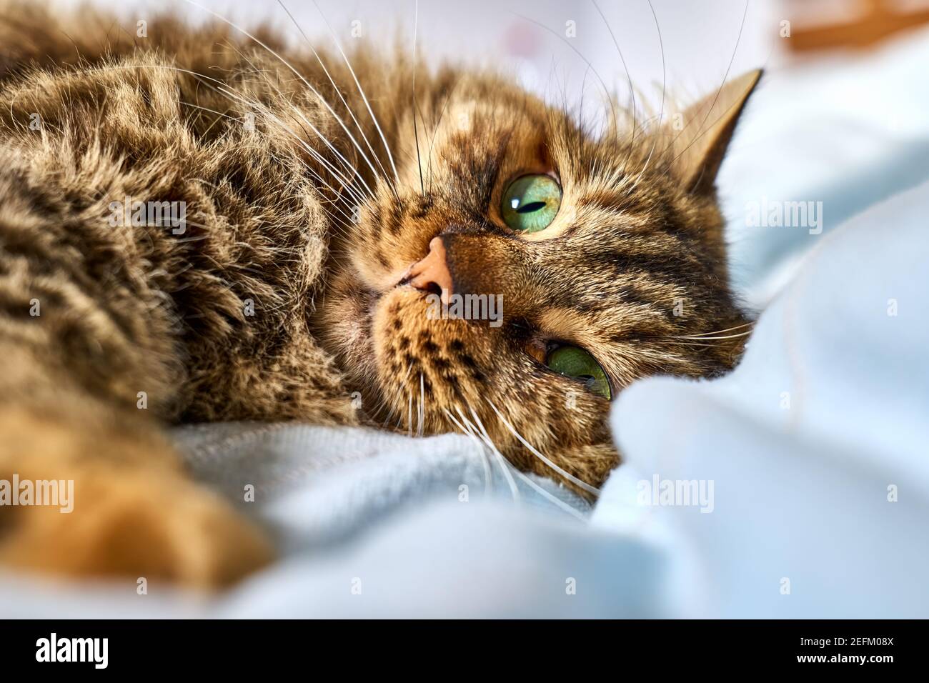 Beautiful striped ginger cat with long hair, green eyes and long ...