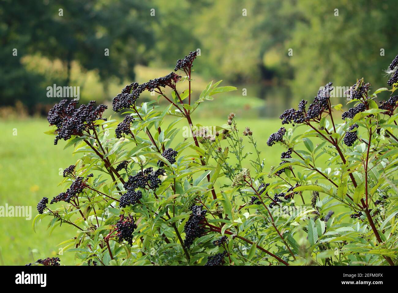 Elder berry tree hi-res stock photography and images - Alamy