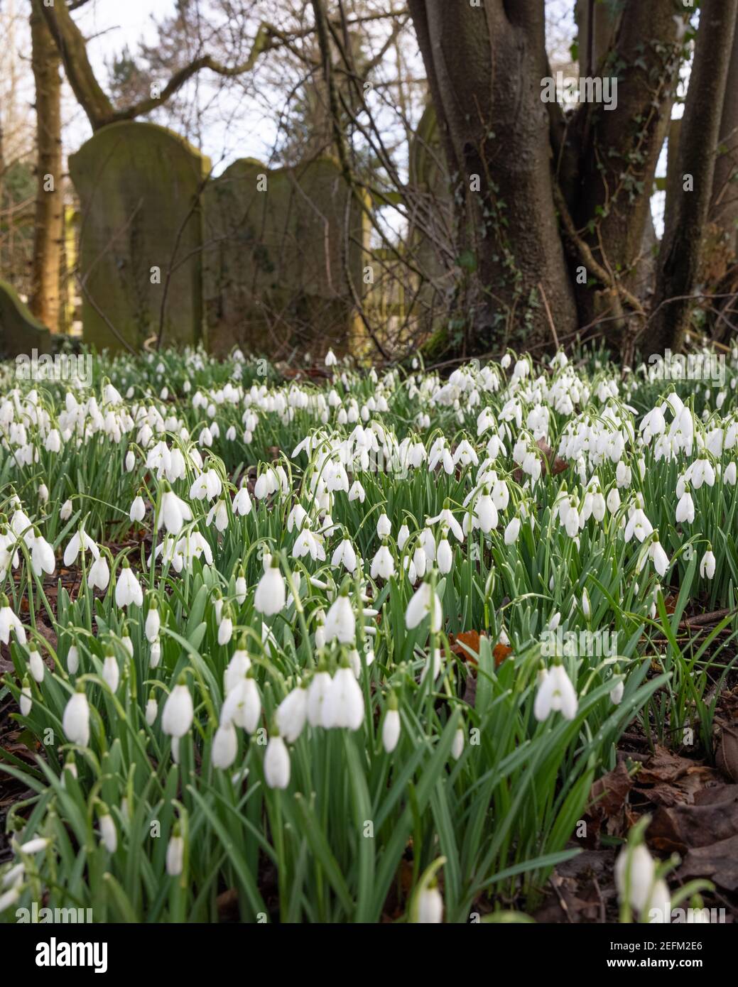 Hillmorton, Warwickshire, UK - 15th February 2021: A clump of snowdrops ...