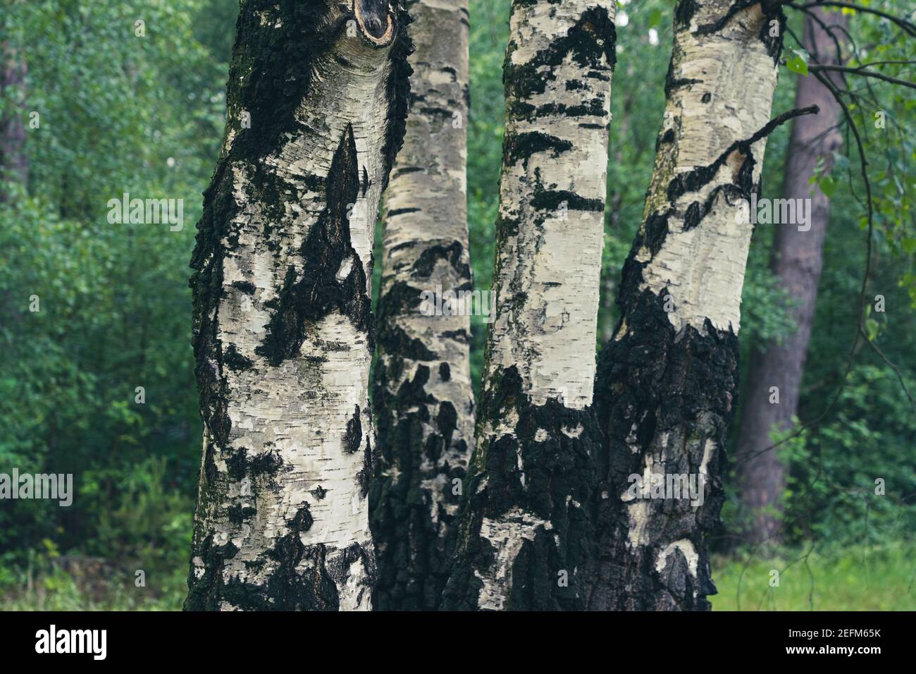 Birch trees with emerging foliage in summer time in lueneburger heide ...