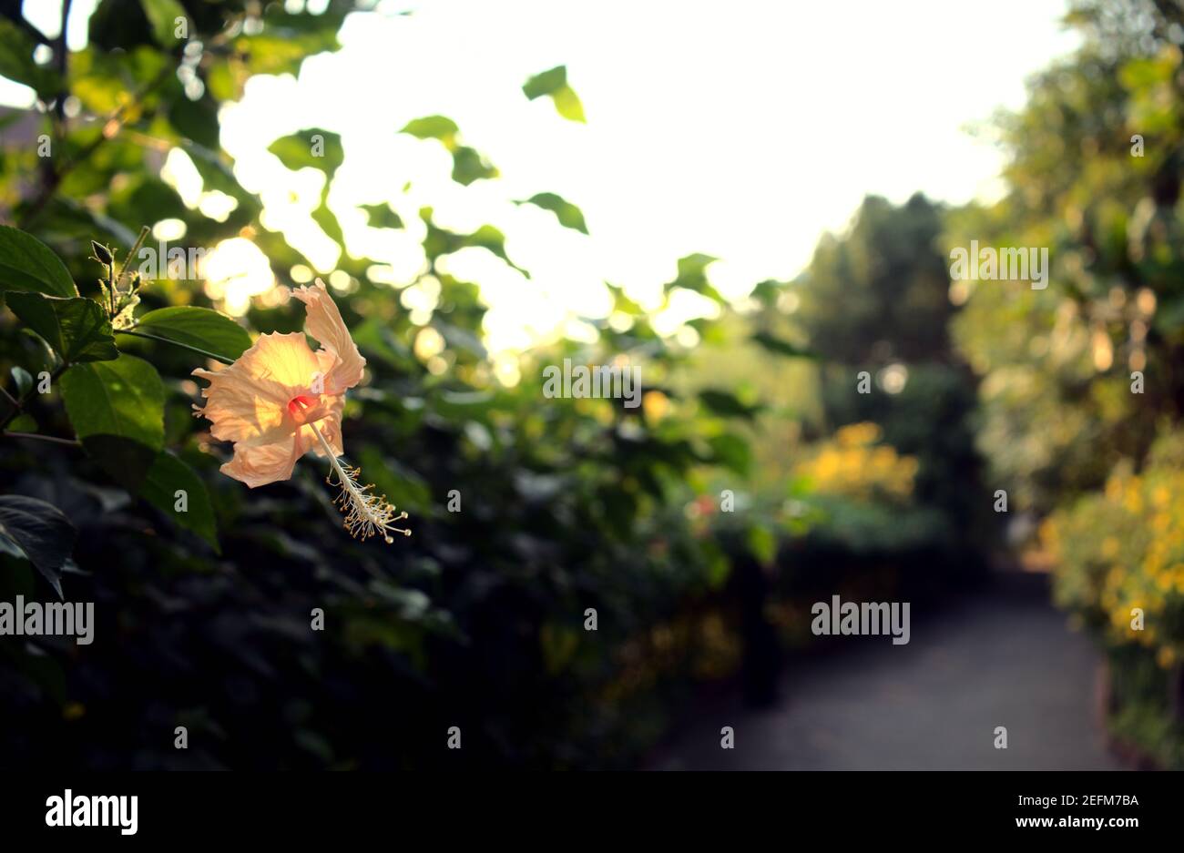 Jungle pathway hi-res stock photography and images - Alamy