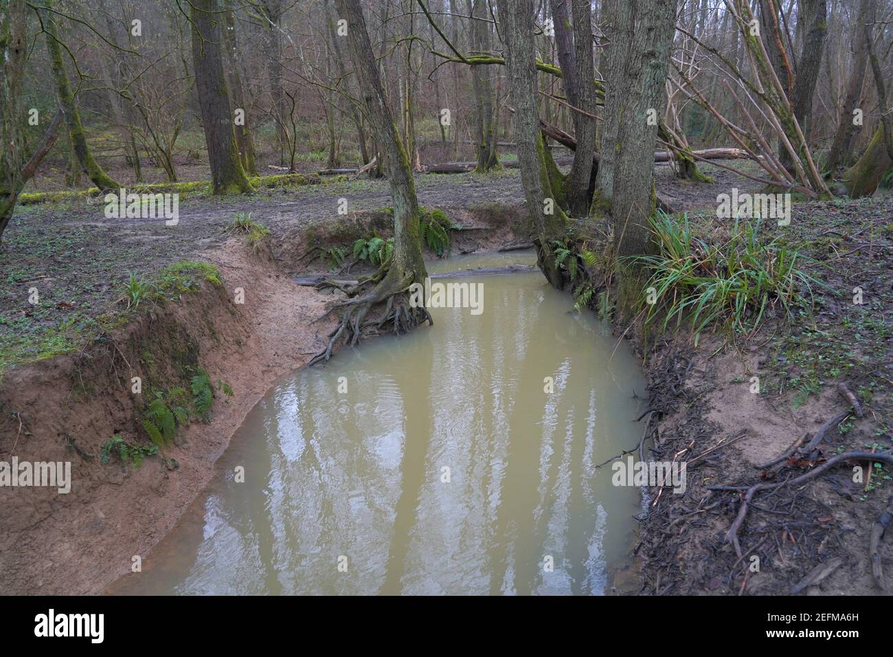 Woodland with stream and beautiful trees Stock Photo - Alamy