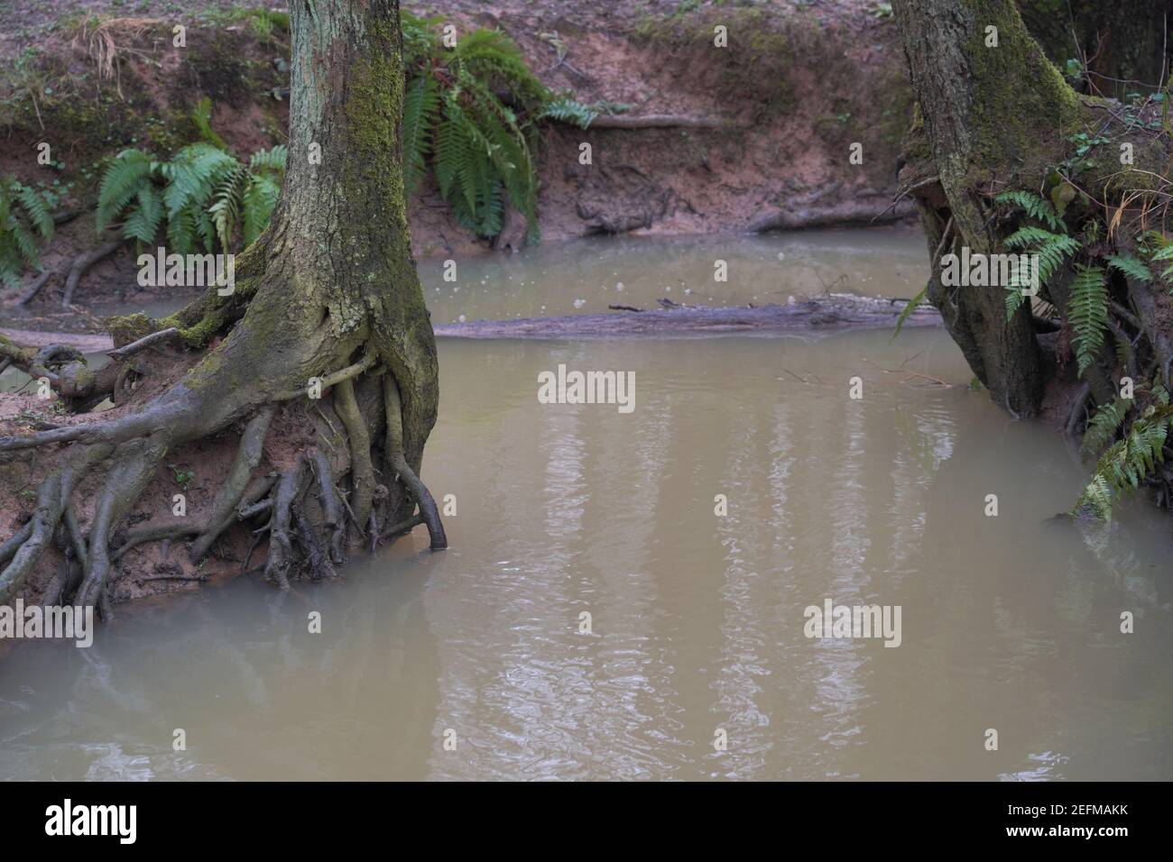 Woodland with stream and beautiful trees Stock Photo - Alamy