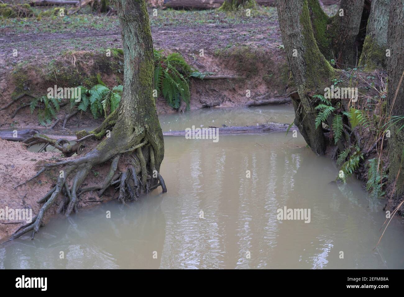 Woodland with stream and beautiful trees Stock Photo - Alamy