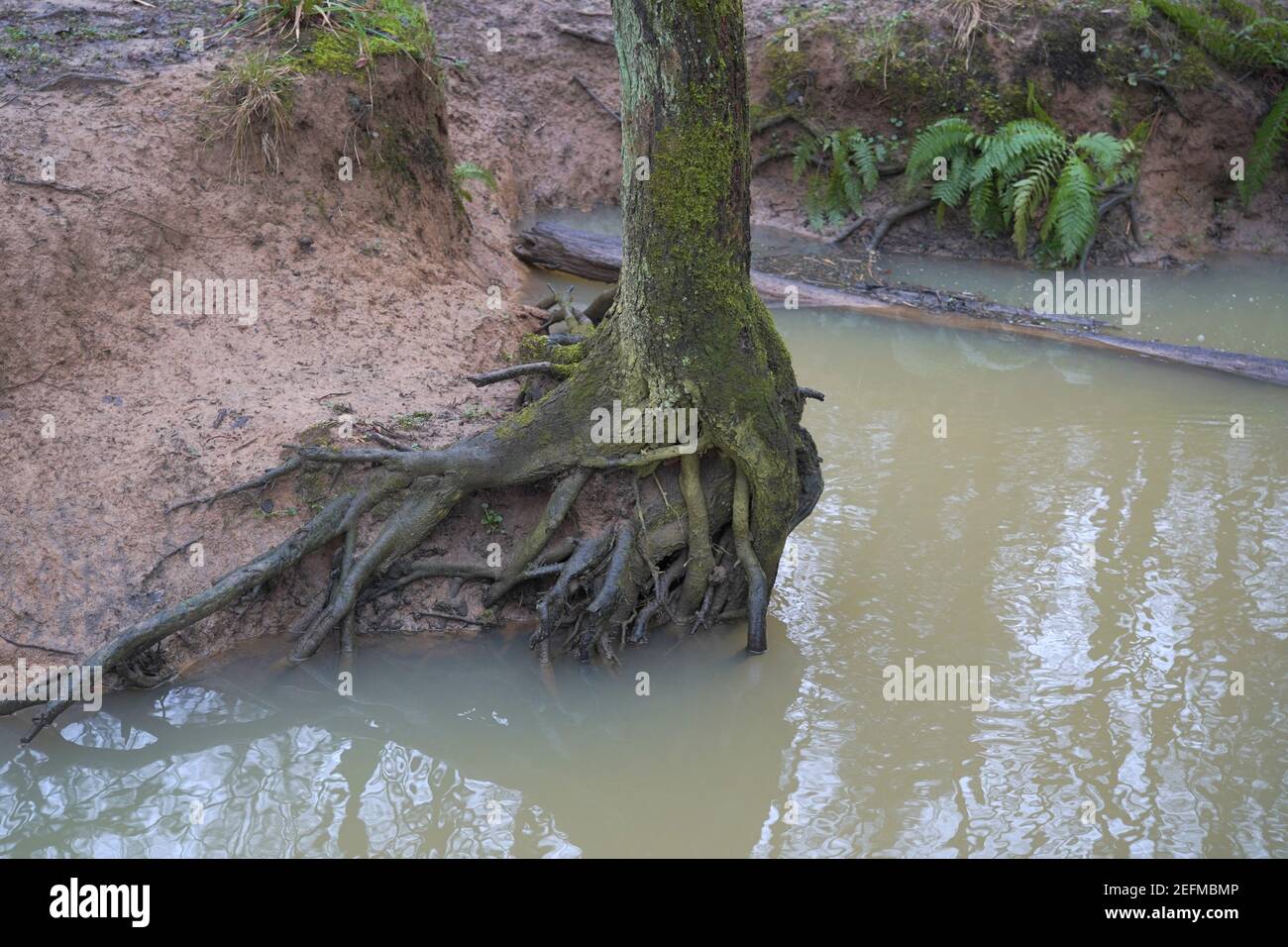Woodland with stream and beautiful trees Stock Photo - Alamy