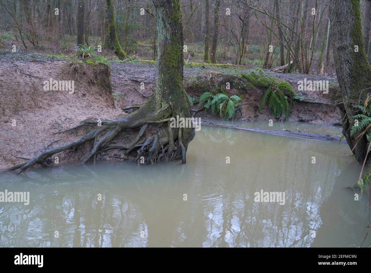 Woodland with stream and beautiful trees Stock Photo - Alamy