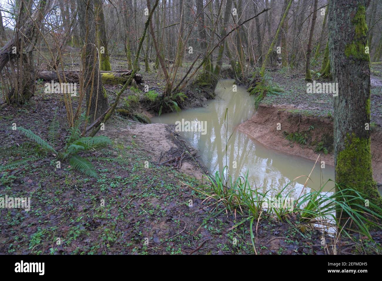 Woodland with stream and beautiful trees Stock Photo - Alamy