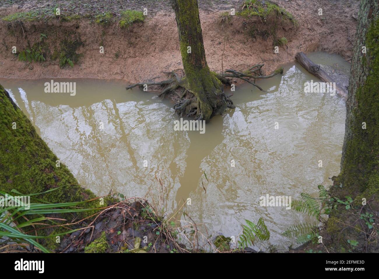 Woodland with stream and beautiful trees Stock Photo - Alamy