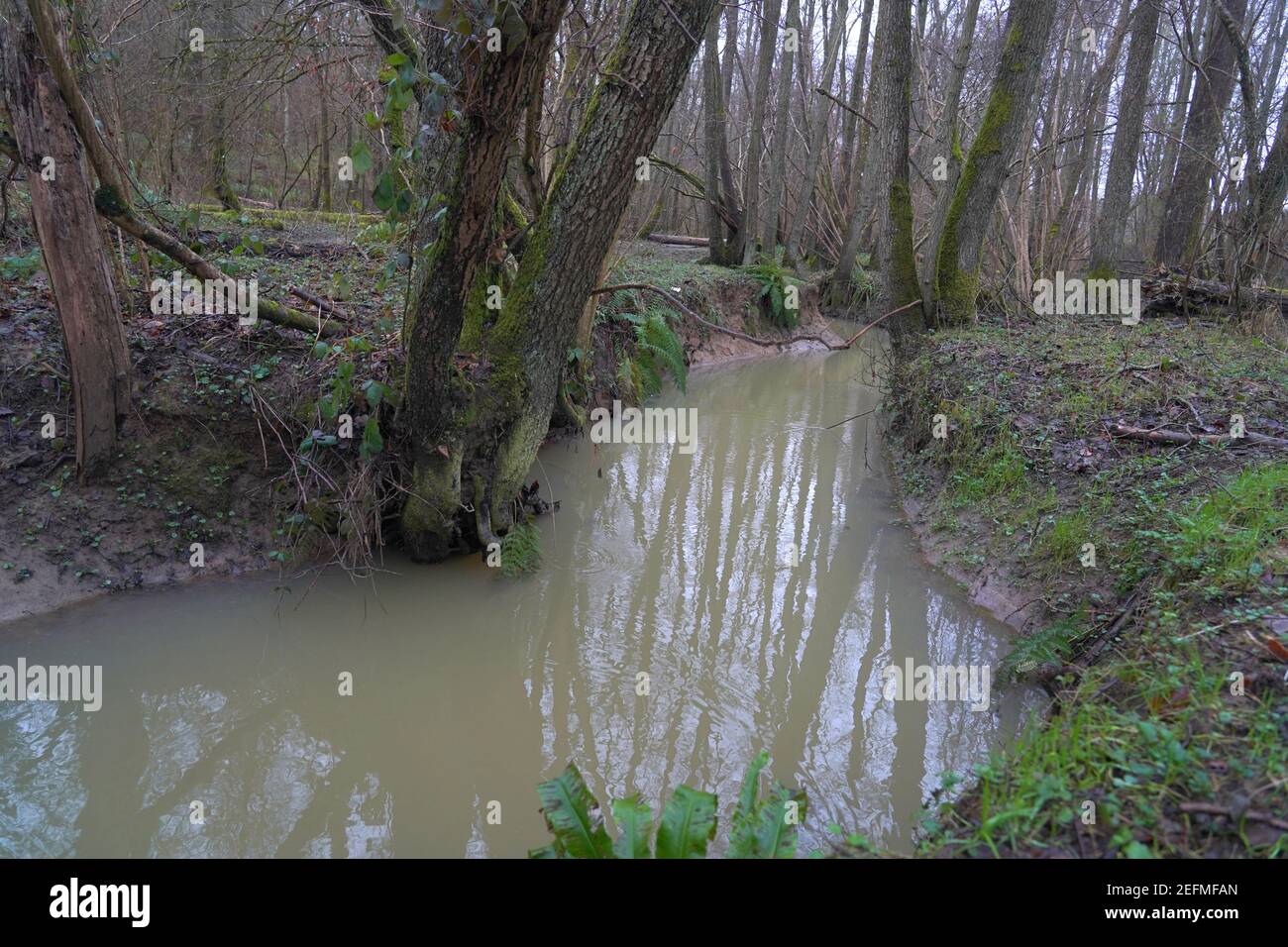Woodland with stream and beautiful trees Stock Photo - Alamy