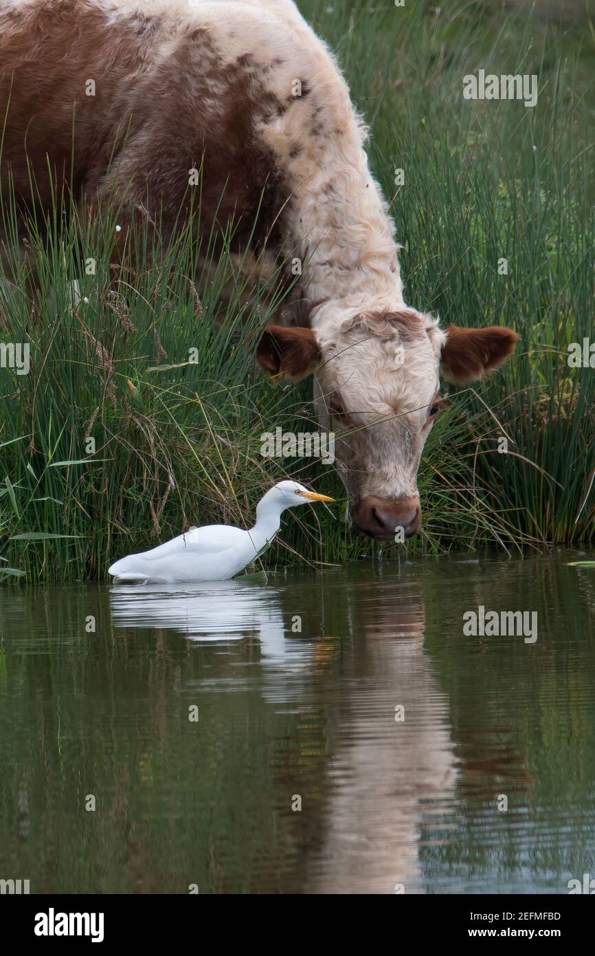 Two completely different creatures making friends Stock Photo - Alamy