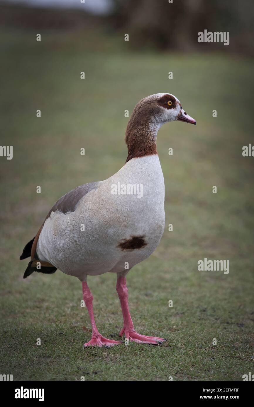 Birds with pretty markings hi-res stock photography and images - Alamy