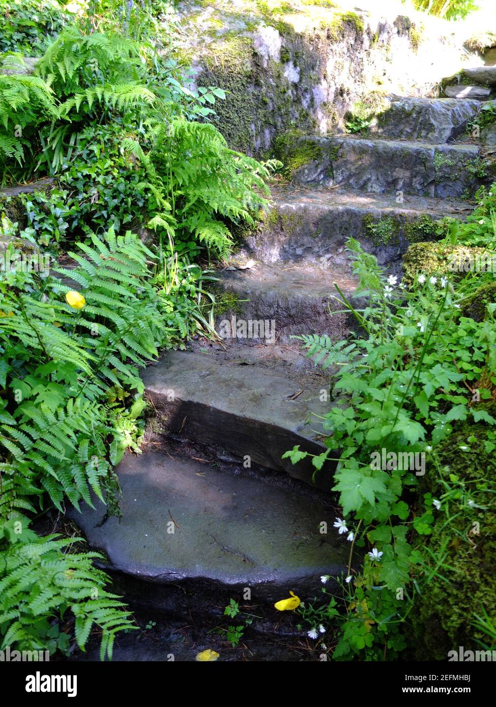 stone steps through the greenery Stock Photo - Alamy