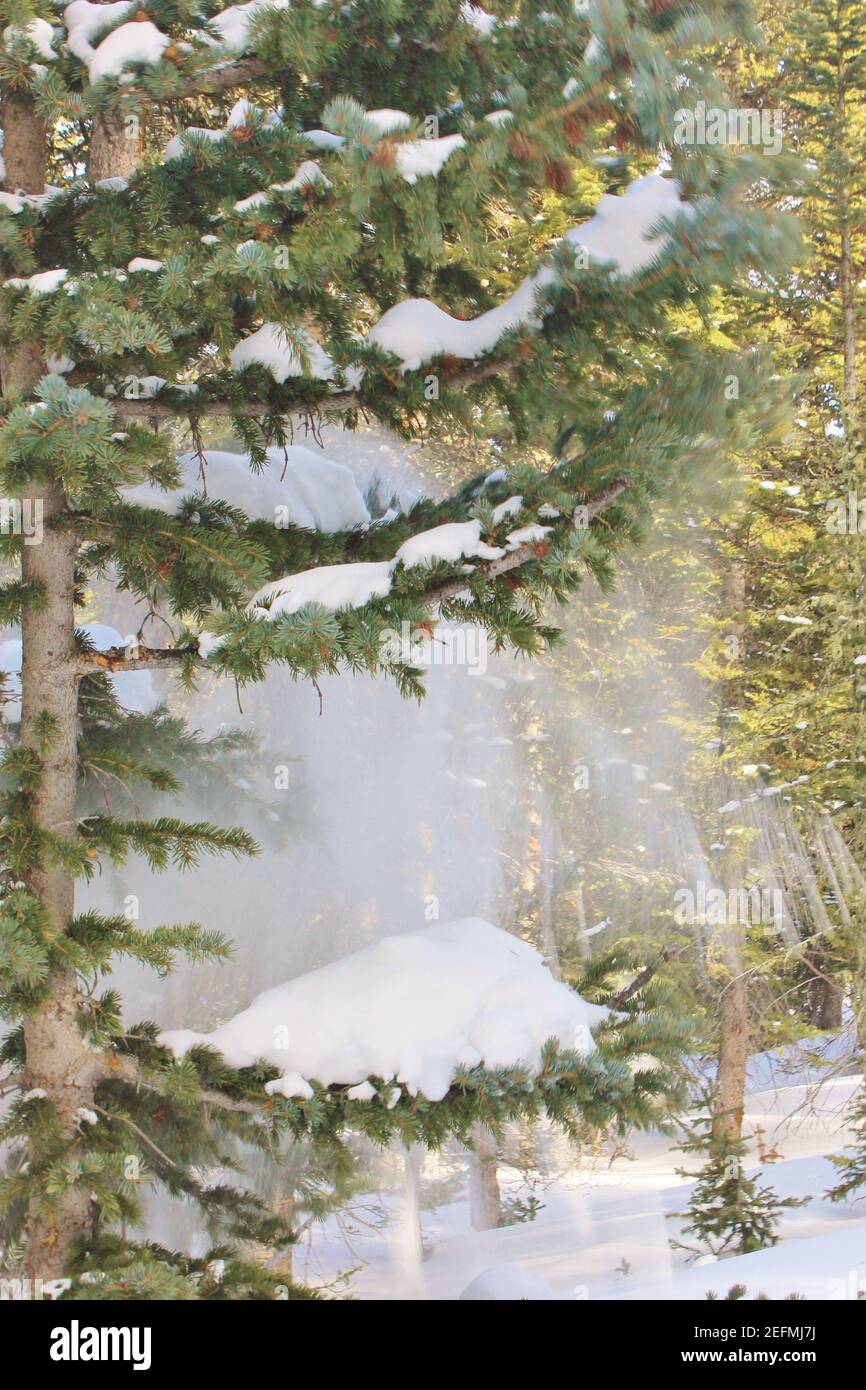 Snow falling from a tree after a storm Stock Photo - Alamy