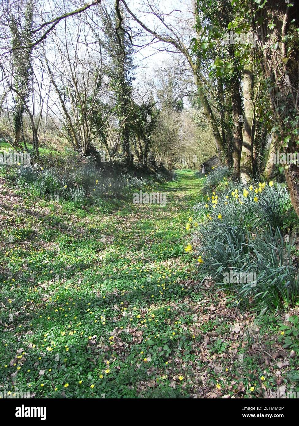 English country lane in spring hi-res stock photography and images - Alamy