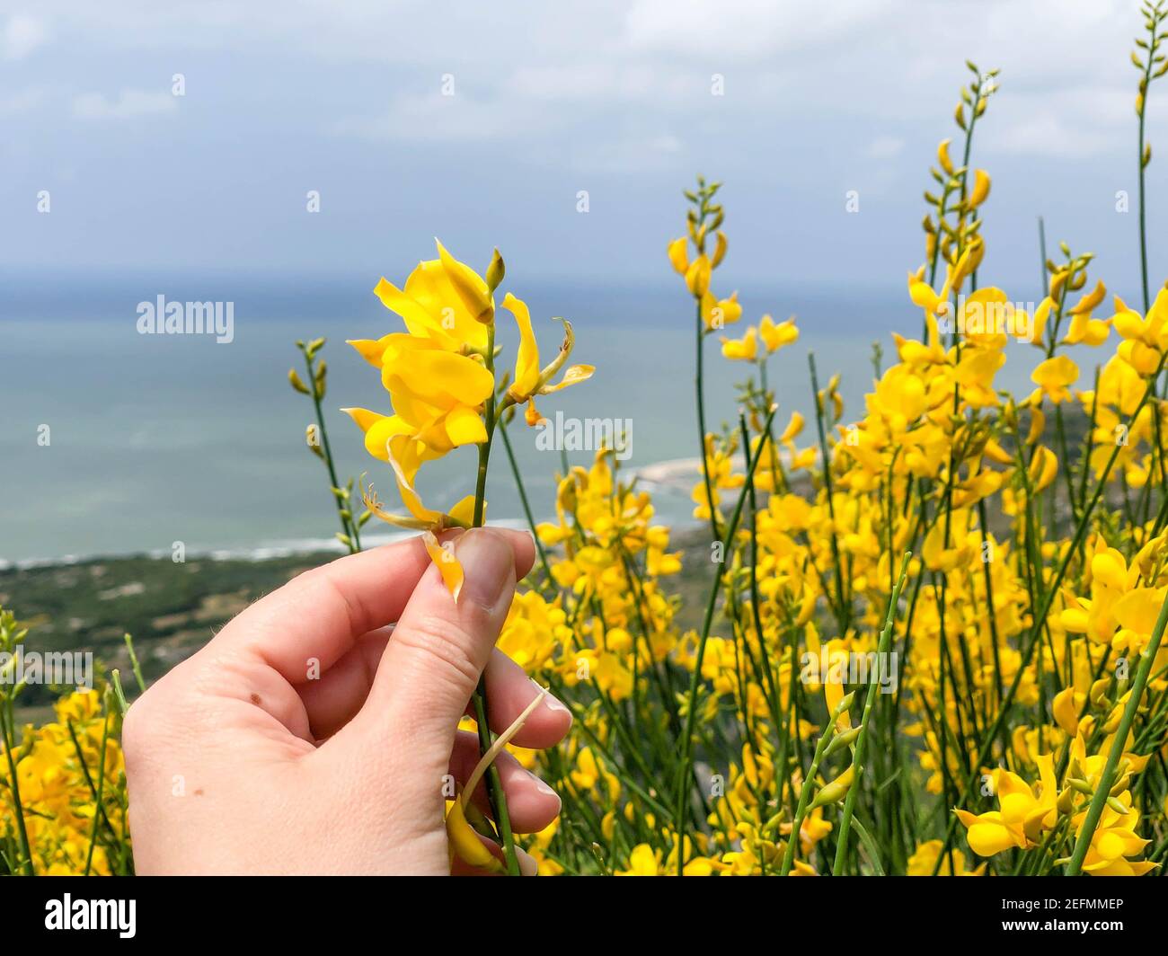 Hand picking wildflowers hi-res stock photography and images - Alamy