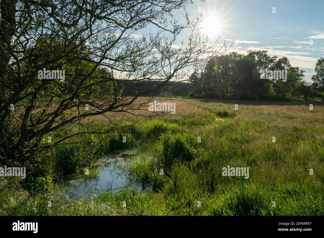 Birch trees with emerging foliage in summer time in lueneburger heide ...