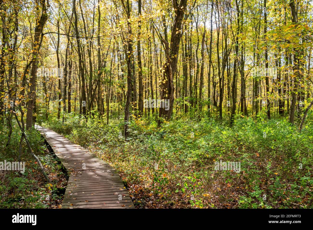 Pretty wooden boardwalk path winding through a green forest dappled ...